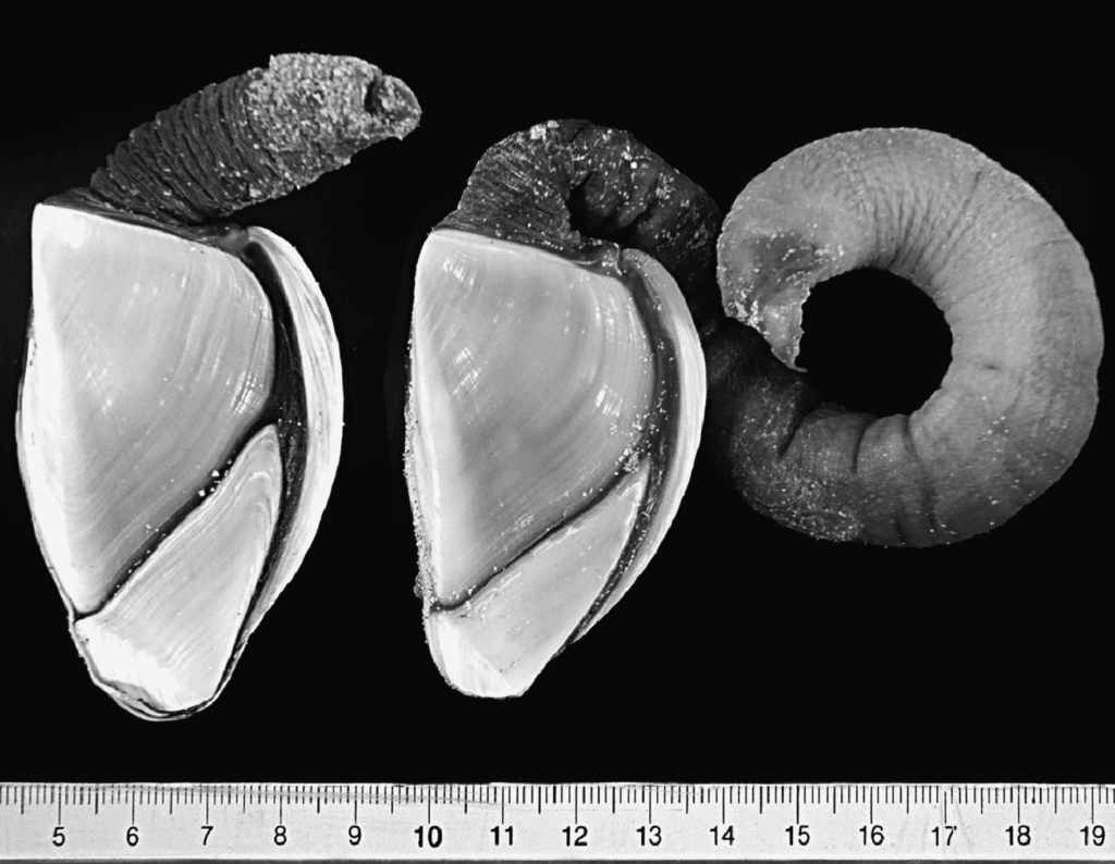 Barnacle Growth on MH370 Debris is Consistent with a 7th Arc Crash Site ...